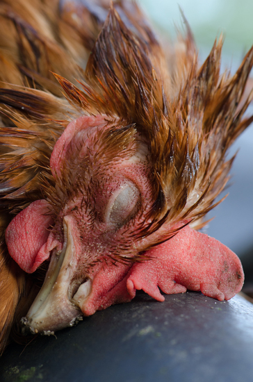 Paul de Vos - Over mijzelf